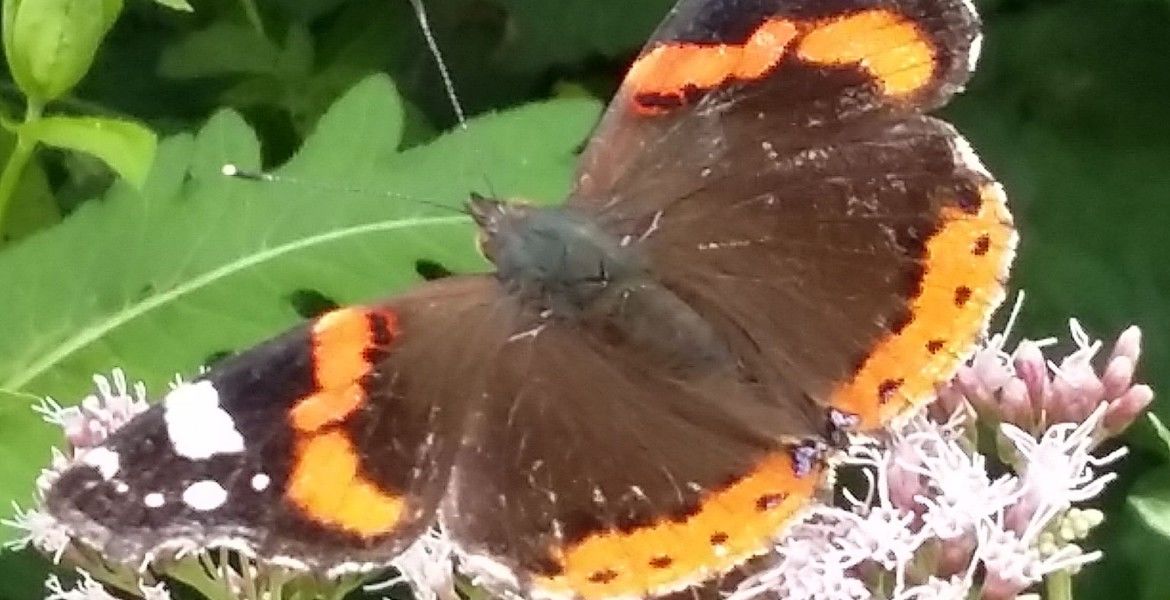 Les insectes dans votre jardin/biodiversité, AU FIL DU PAYSAGE